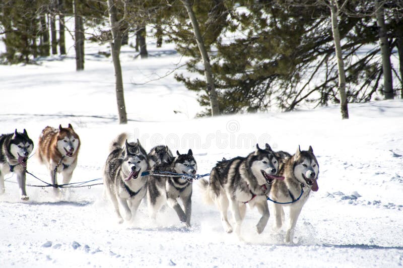 Dog Sled Race stock photo. Image of sled, winter, hard - 61321018