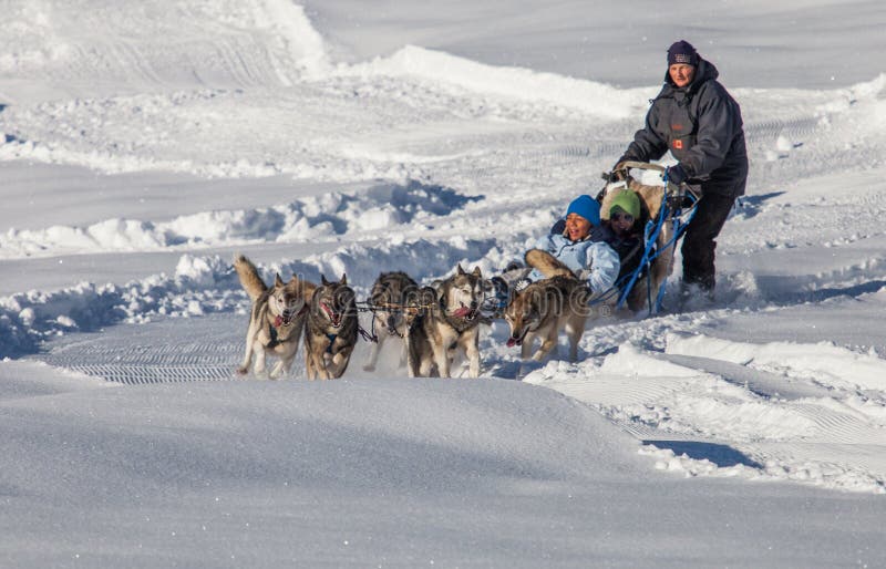 Dog Sled Riding, Switzerland Editorial Stock Image - Image of givrine ...
