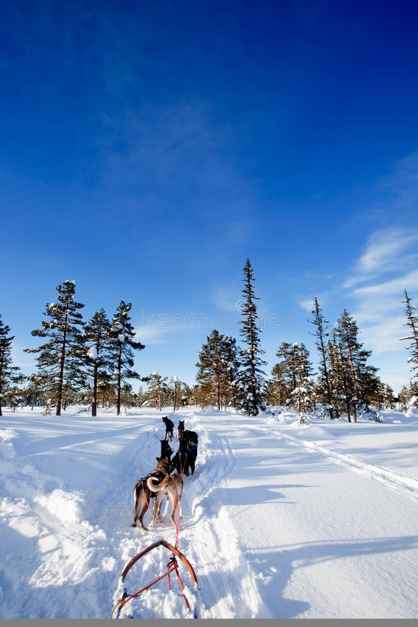 Dog Sled Team stock photo. Image of quick, cold, teamwork - 8324424