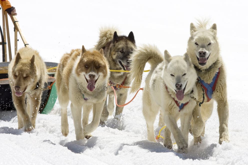 Dog sledding stock image. Image of team, teamwork, fast - 7872449