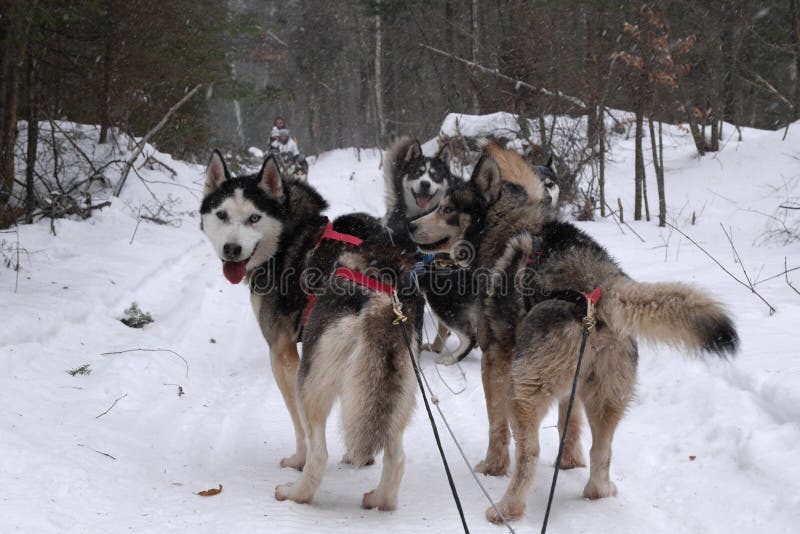 Dog sledding in canada stock image. Image of rope, harness - 76656115