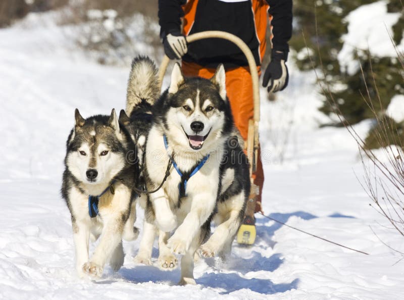 Dog sledge stock image. Image of fast, malamute, action - 7751447
