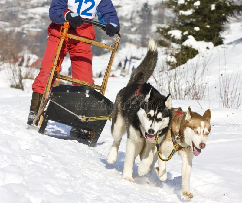 Dog sledge stock image. Image of canine, sleigh, husky - 7751597