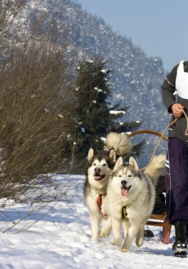 Dog sledge stock photo. Image of interesting, team, sledding - 7751606