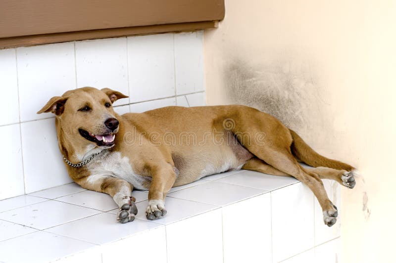 Dog sleep at house stock photo. Image of isolated, sleeping - 43535034
