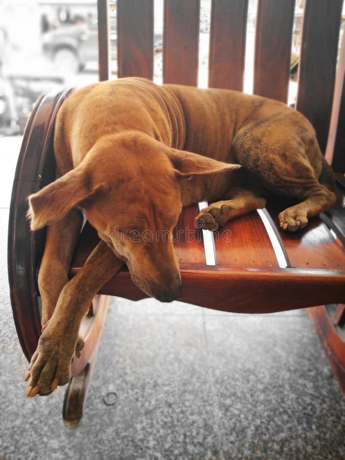 Dog sleep stock photo. Image of boss, wait, back, sleep - 88031190