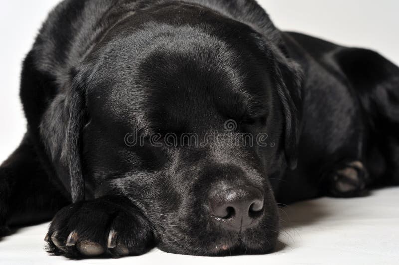Dog sleeping stock photo. Image of tired, sleep, black - 24159218