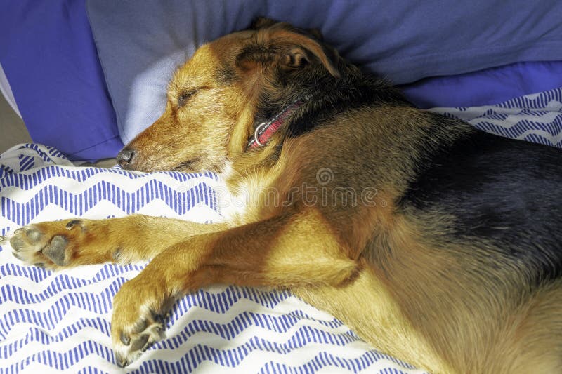 A Dog is Sleeping on a Blue and White Blanket Stock Image - Image of ...