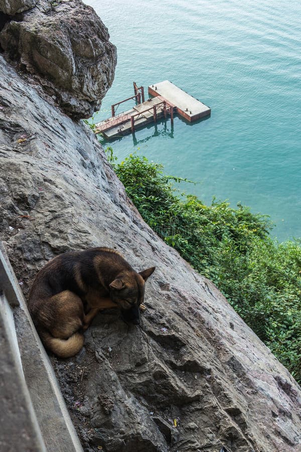 A Dog is Sleeping on the Cliff Stock Image - Image of shape, natural ...