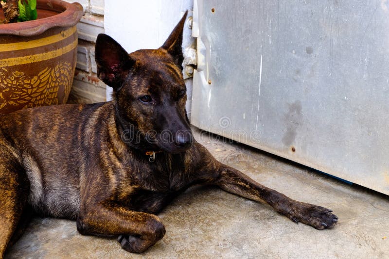 Dog stock photo. Image of resting, loneliness, sidewalk - 94485470