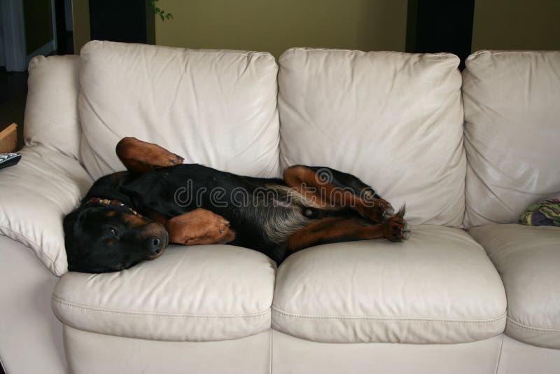 Rottweiler Napping on Couch Stock Image - Image of paws, sofa: 66672577
