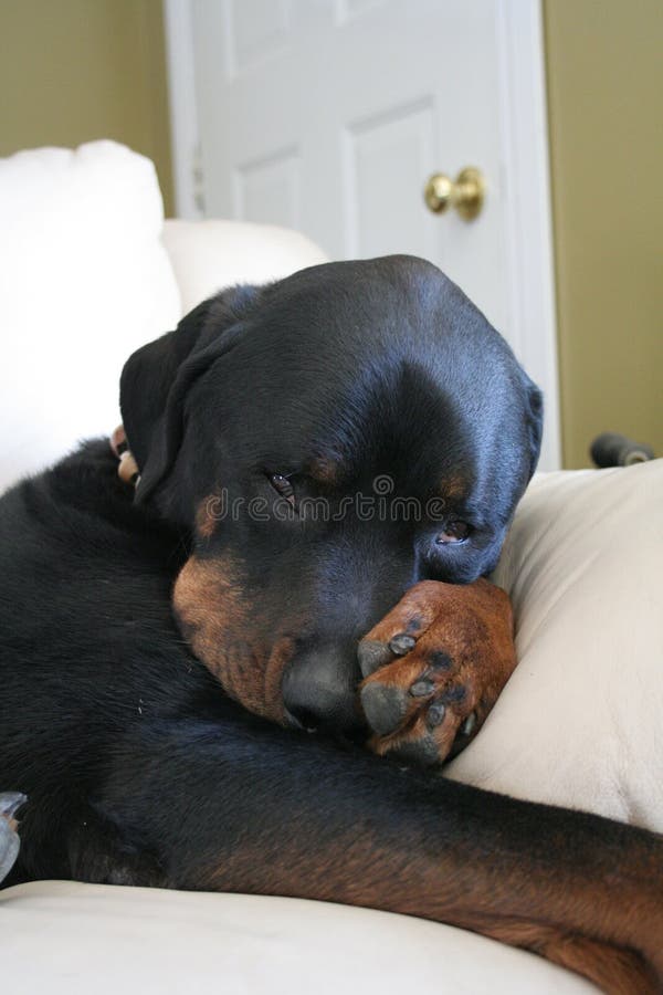 Dog Sleeping on the Furniture Stock Image - Image of black, napping ...