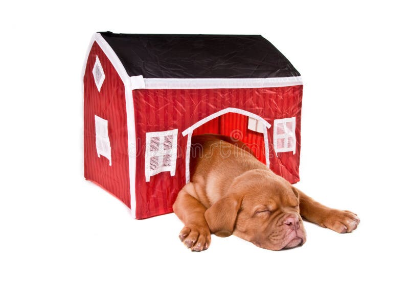 Dog sleeping in a house stock image. Image of open, mastiff - 12076363