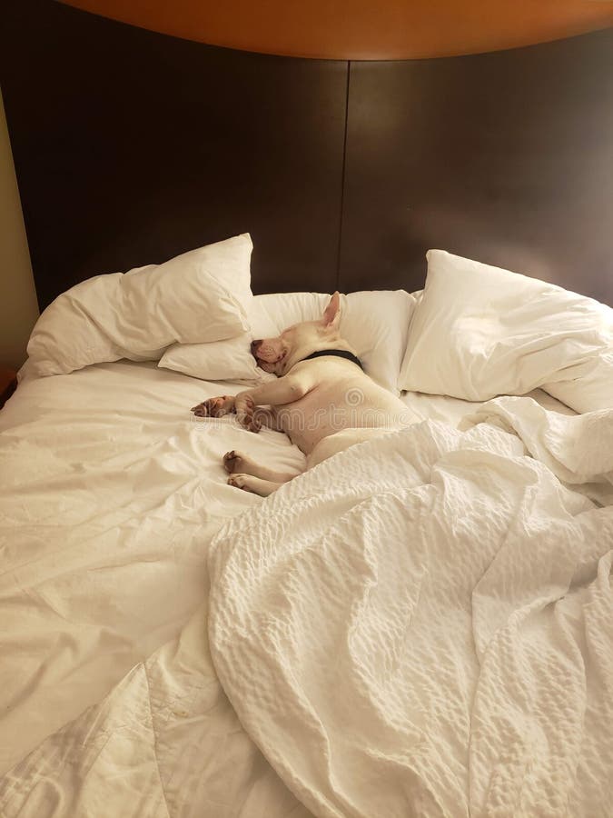Dog Sleeping in King Size Bed Stock Image - Image of furniture, dress ...