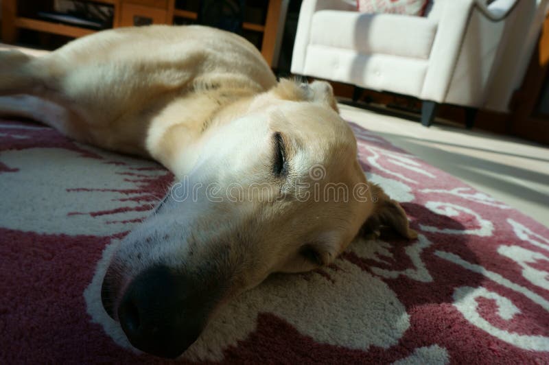 Dog sleeping a stock photo. Image of canine, hair, animal - 38792056