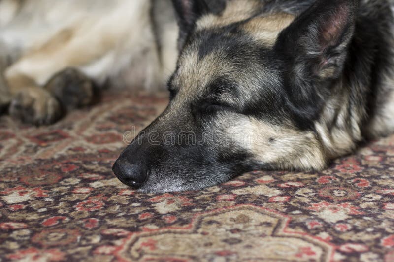 Dog Sleeping stock image. Image of shut, indoors, asleep - 52178117