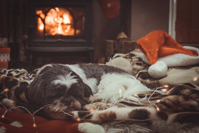Dog Sleeping by Roaring Log Fire Stock Photo - Image of lying, cute ...