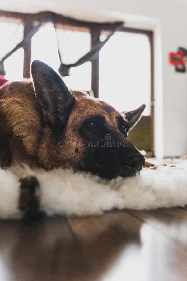 Dog Sleeping on Rug in Modern Home Interior Room Stock Photo - Image of ...