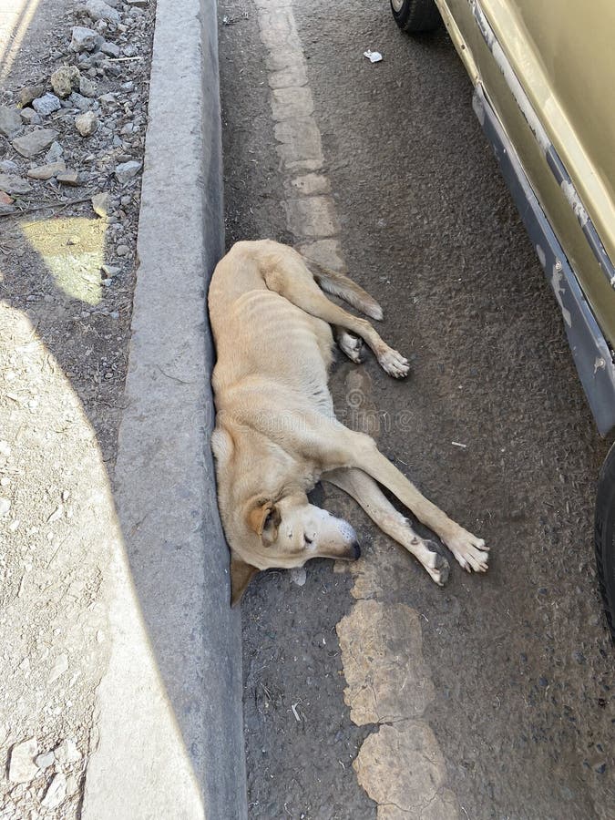 Dog Sleeping on the Side of the Road Stock Image - Image of face ...