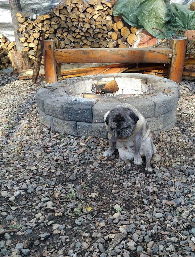 Dog Firepit Stock Photos - Free & Royalty-Free Stock Photos from Dreamstime