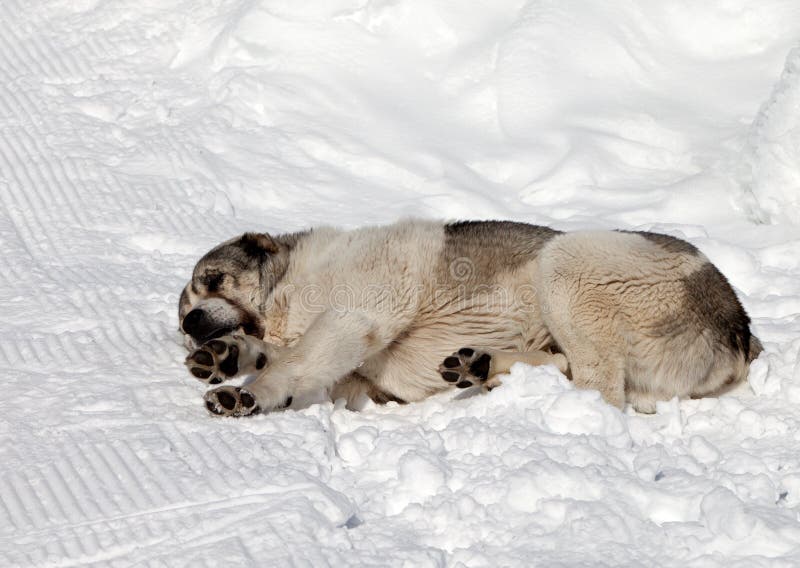 Dog sleeping on ski slope stock photo. Image of nature - 49060798