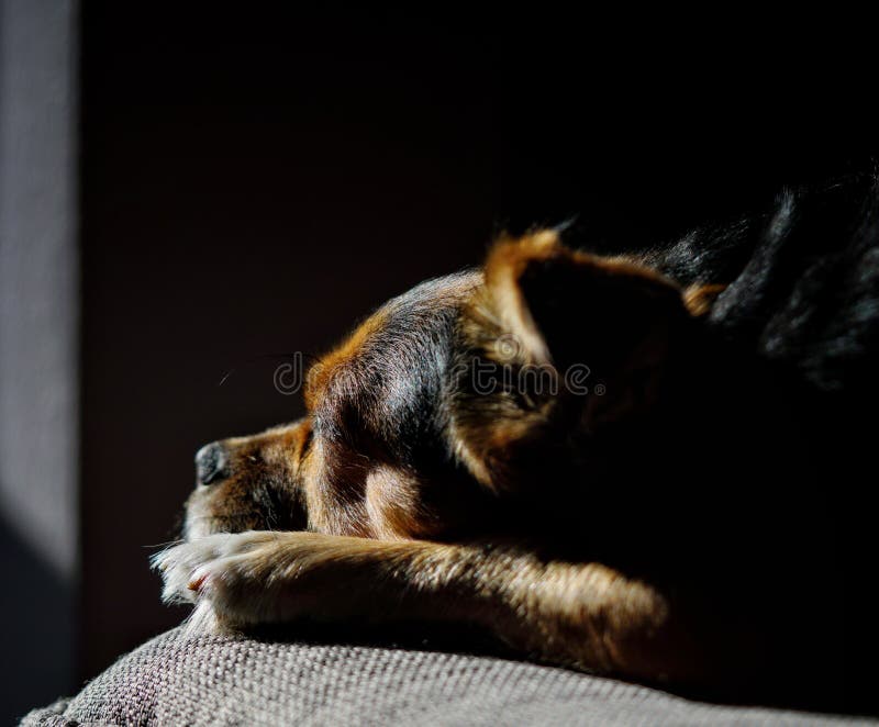 Dog sleeping in the sun stock photo. Image of snout - 259141588