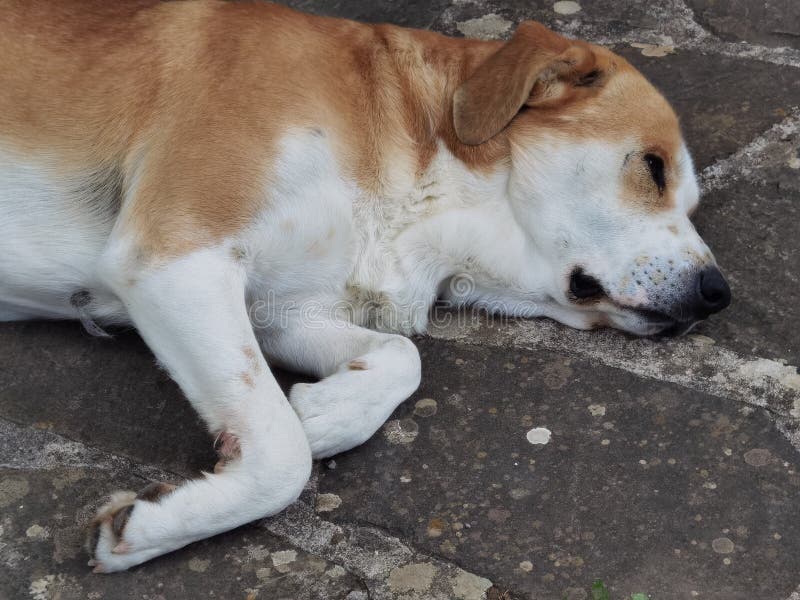 Dog Sleeping Top View on the Yard Stock Image - Image of rocks, puppy ...