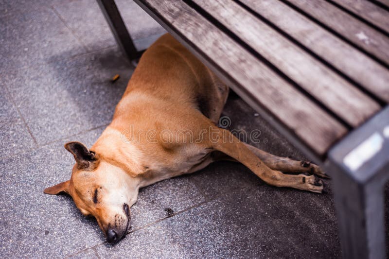 Dog sleeping under bench stock image. Image of sleeping - 34618443