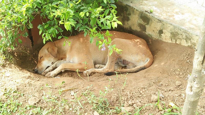Dog and tree. stock photo. Image of wood, canine, winter - 52984002
