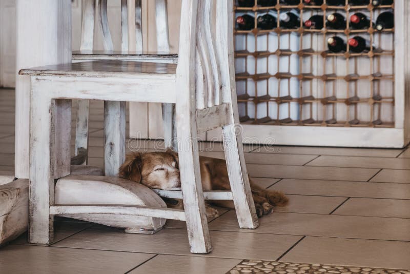 Dog Sleeping Under the Table, Head Resting on the Footrest Stock Photo ...