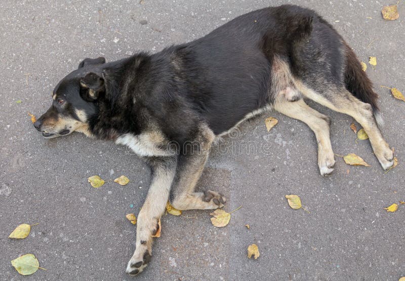 The Dog Sleeps on the Asphalt Road Stock Photo - Image of portrait ...