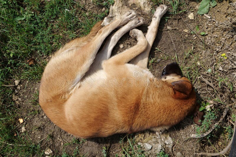 Dog sleeps on the ground stock image. Image of puppy - 270705655