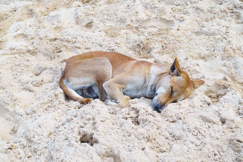 Dog Sleeps in Sand on the Beach Stock Image - Image of beautiful, brown ...
