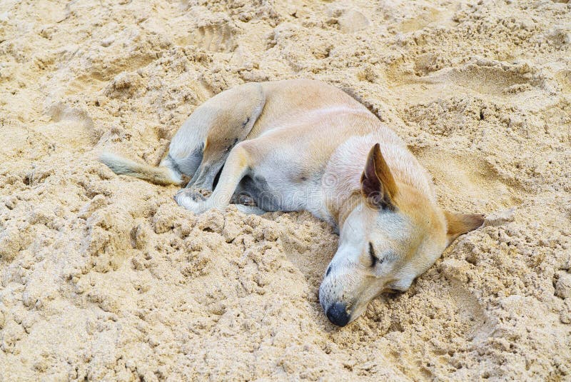 Dog Sleeps in Sand in Sri Lanka Stock Photo - Image of brown, summer ...