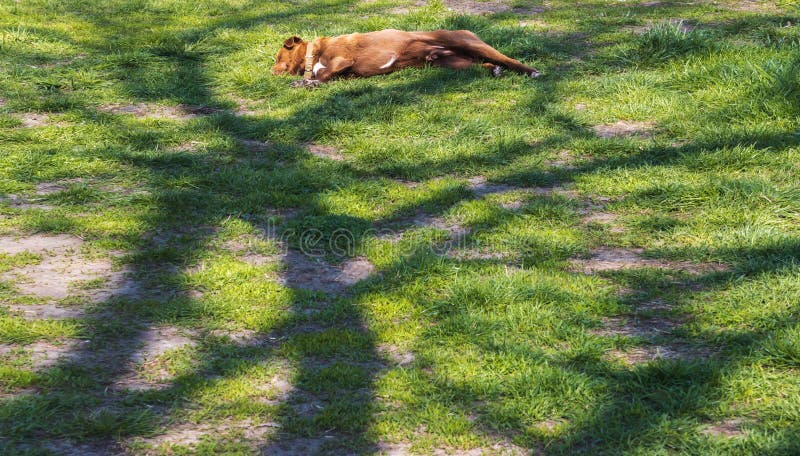 Dog Sleeps in the Shade of a Large Tree Stock Image - Image of leaves ...