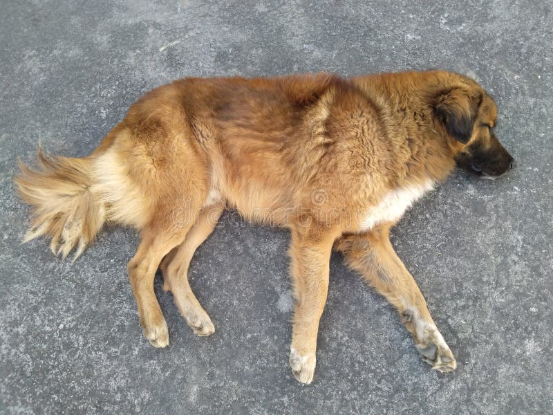 Dog Sleepy on Texture Floor Top View Stock Photo - Image of full ...