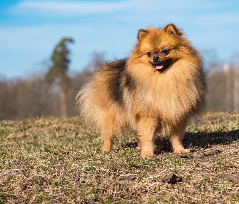 Dog Small Spitz Walking on the Lawn in the Spring. Stock Photo - Image ...