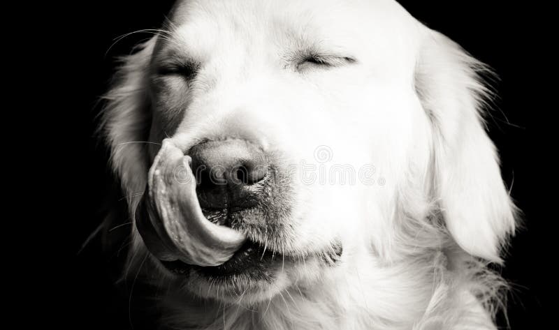 Dog smelling good stock photo. Image of flavor, smell - 21624890