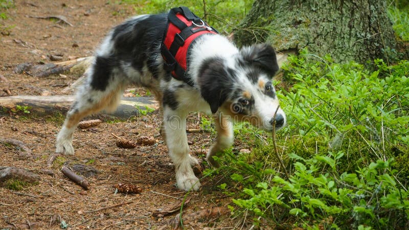 Dog Smelling Something in Finnish Forest on a Path Stock Photo - Image ...