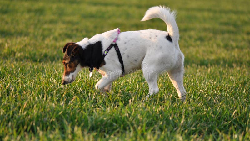 Dog smelling trace stock photo. Image of pedigreed, furry - 111741772