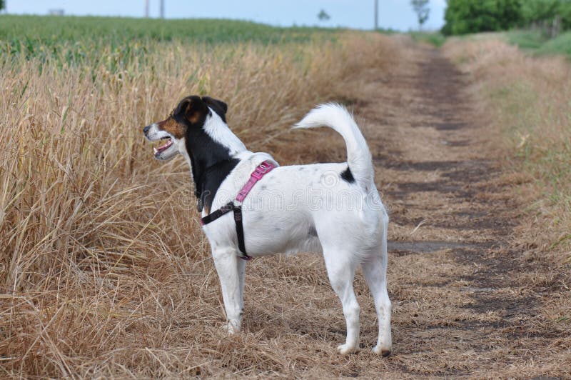 Dog smelling trace stock photo. Image of charming, camera - 116834520
