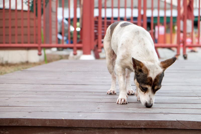 297 Dog Smelling Ground Stock Photos - Free & Royalty-Free Stock Photos ...