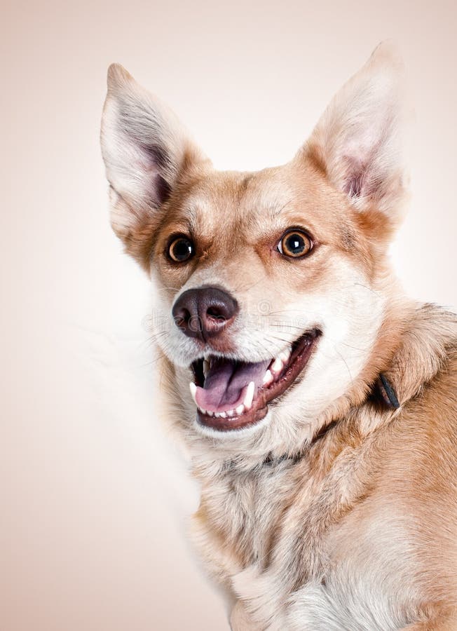 Dog smile stock image. Image of pedigree, camera, looking - 26827675