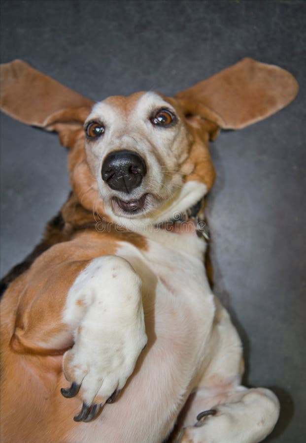 Dog smile stock photo. Image of doggy, mongrel, brown - 30360108