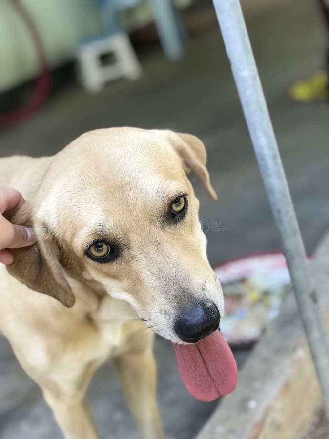 Dog Smile and Happy in Everyday Stock Photo - Image of animal, breed ...