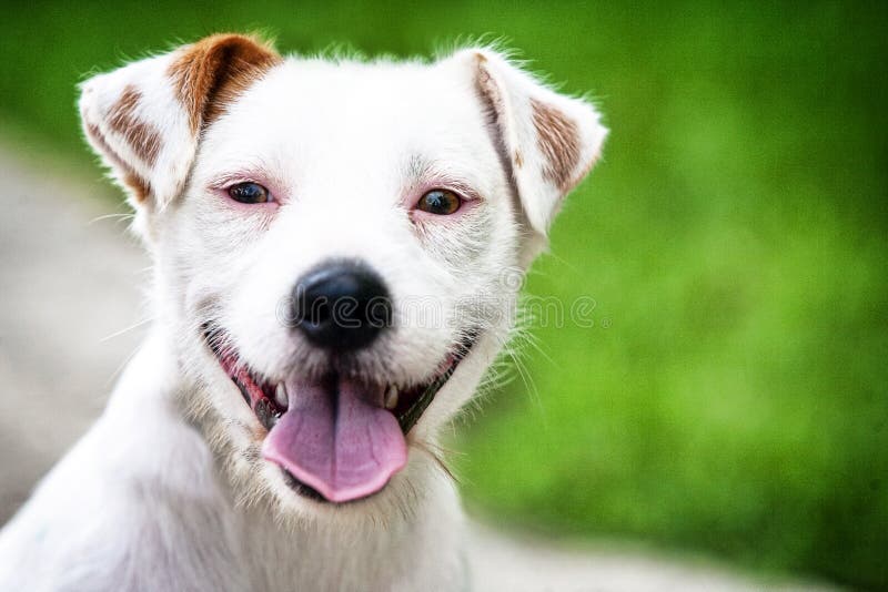 Dog Smile stock photo. Image of closeup, panting, bulldog - 33777144