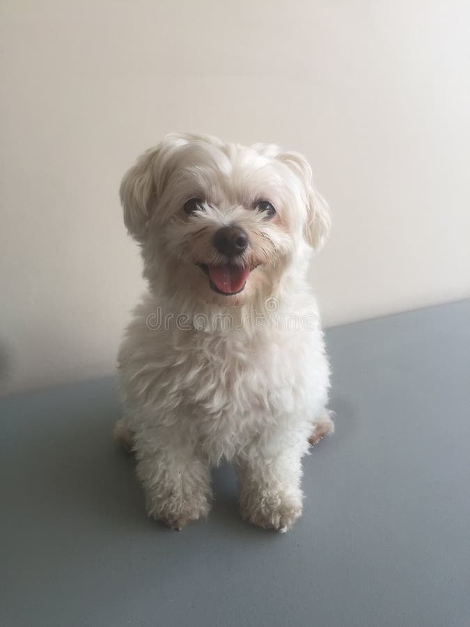 Dog stock photo. Image of white, cute, maltese, smile - 226671294