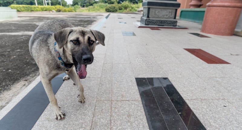 Dog smile and relax stock image. Image of animals, relax - 98019133