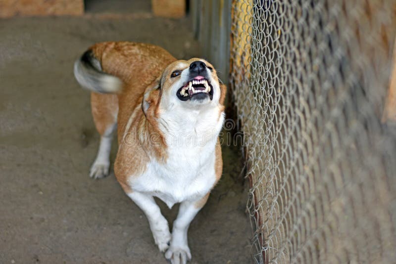 Why Does A Dog Bare His Teeth