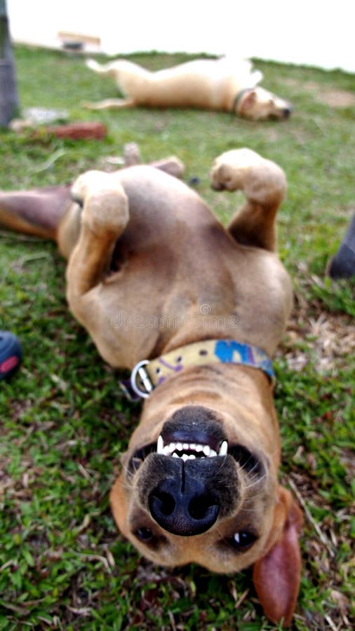 Dog Smiling stock photo. Image of animal, facing, breed - 73907288